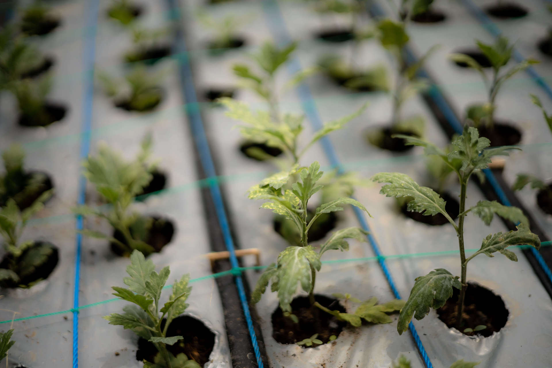 Blog | Green School Foundation